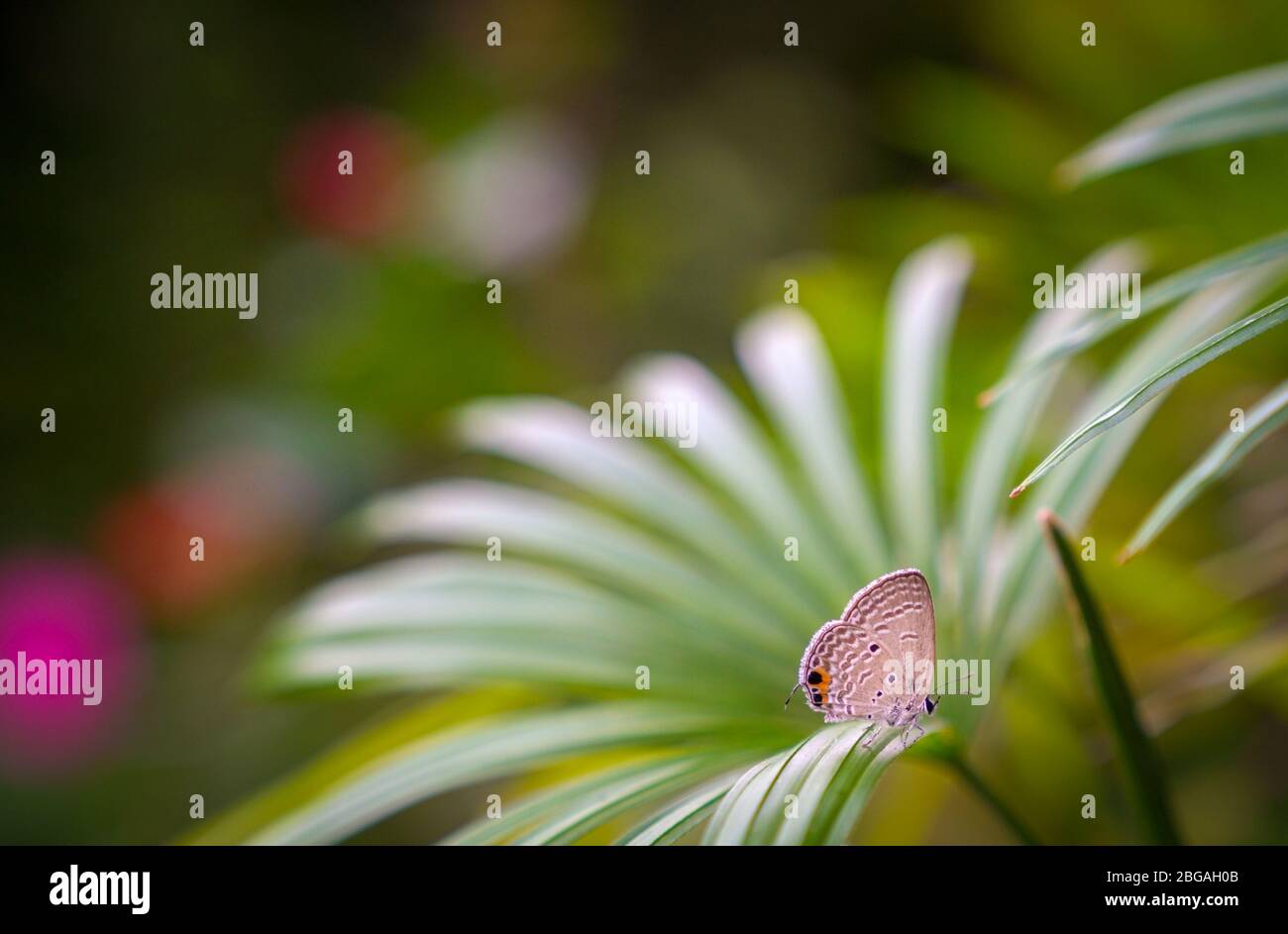 Grey pansy side view hi-res stock photography and images - Alamy