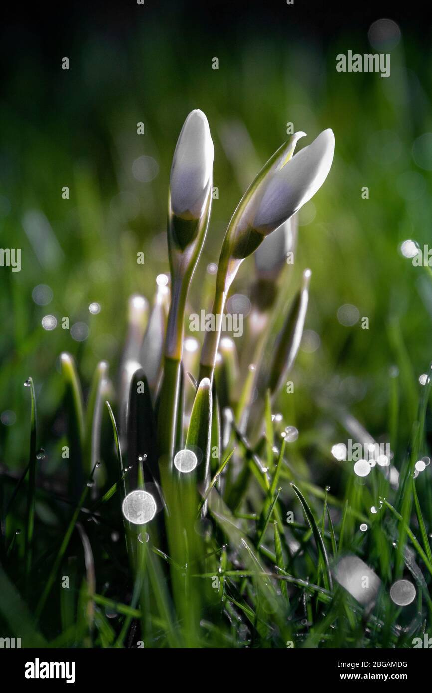 Early effect hi-res stock photography and images - Alamy