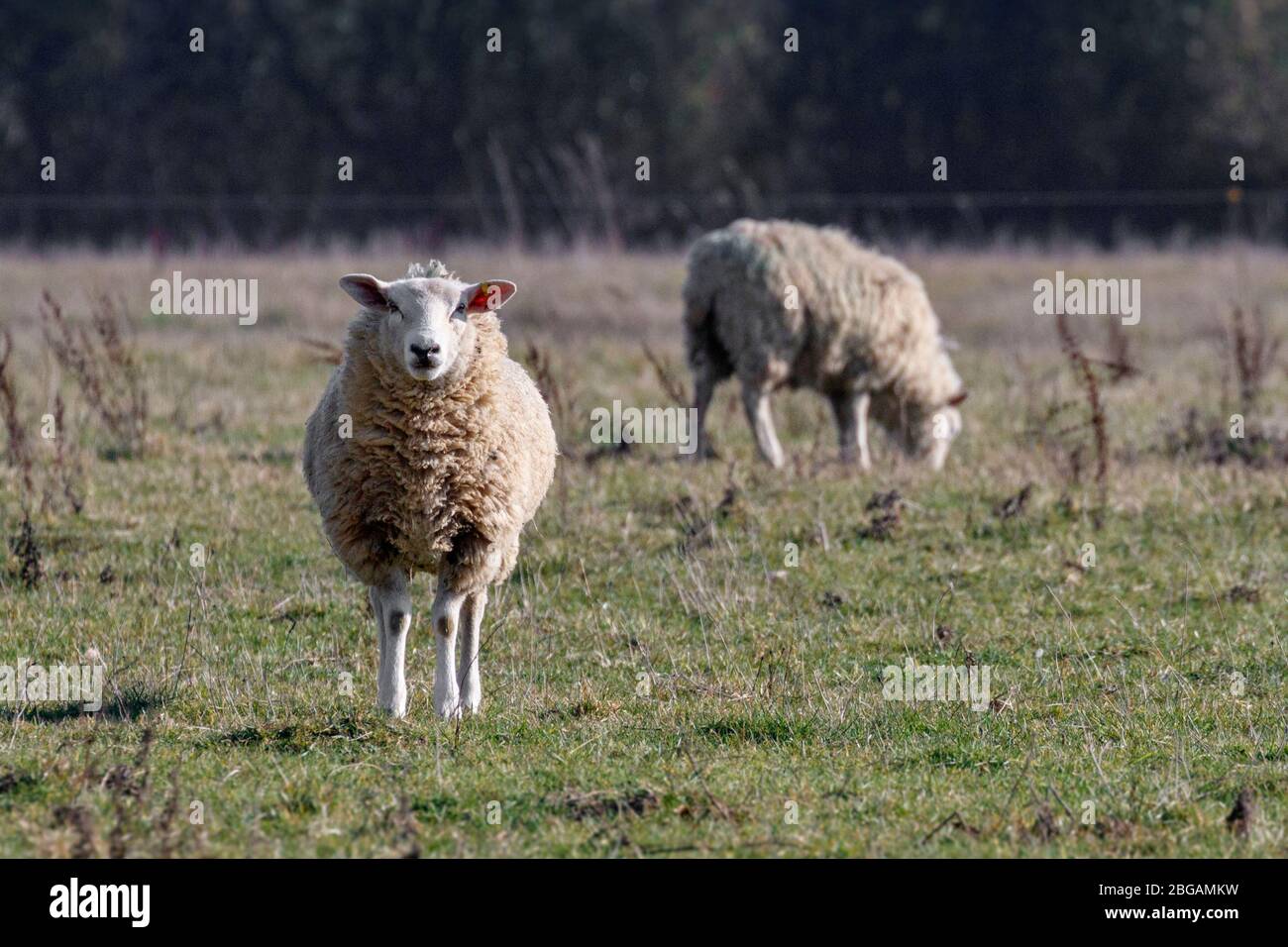 sheep on farm land Stock Photo - Alamy