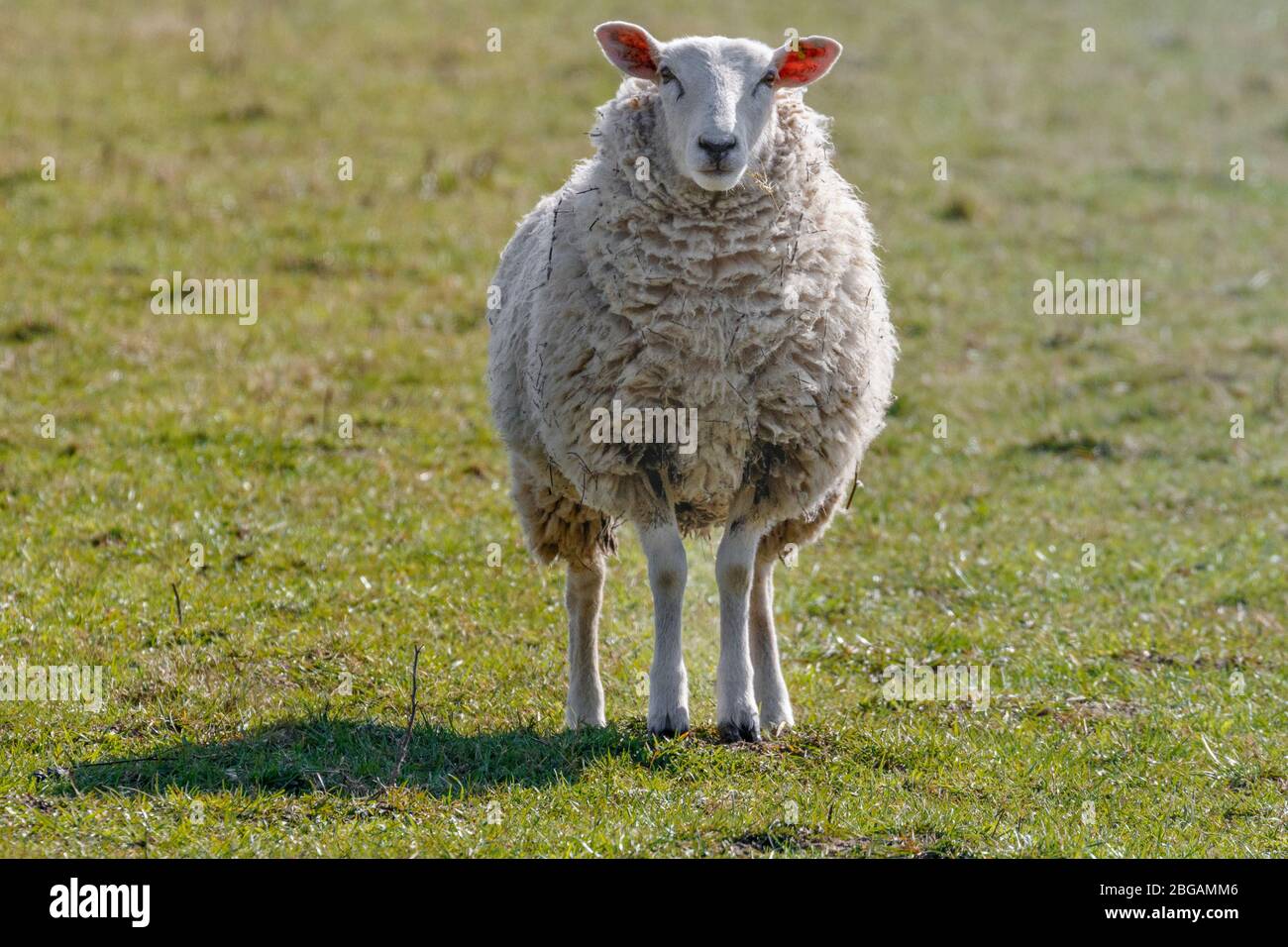 sheep on farm land Stock Photo - Alamy