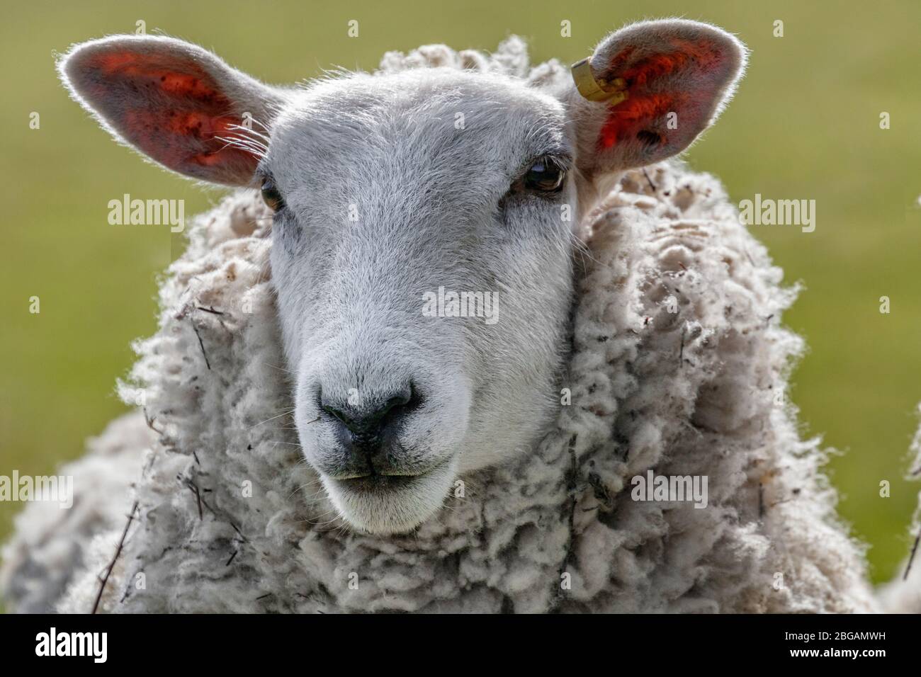 sheep on farm land Stock Photo - Alamy