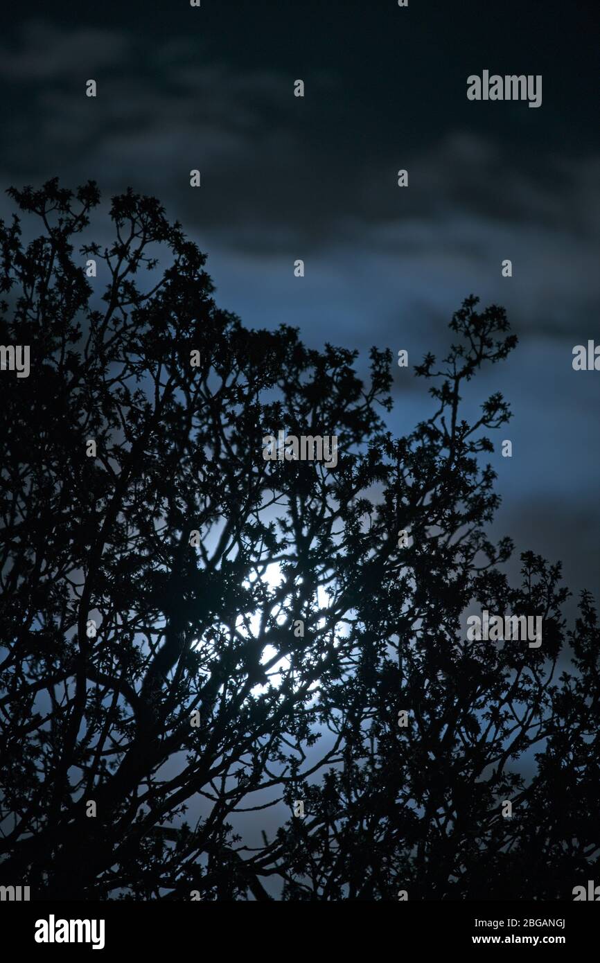 Vertical trees full moon hi-res stock photography and images - Alamy