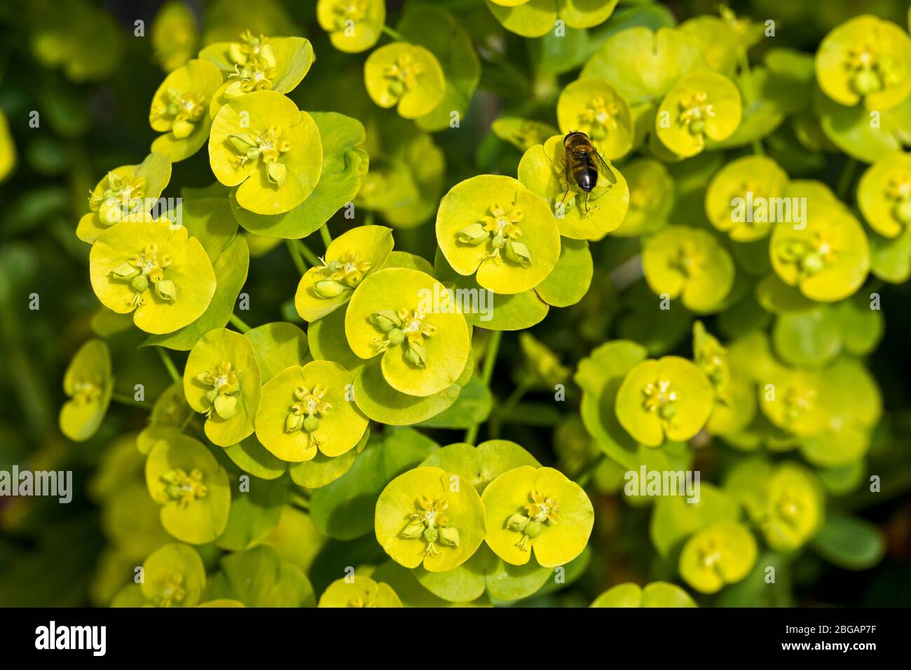 Euphorbia also known as spurge Stock Photo - Alamy