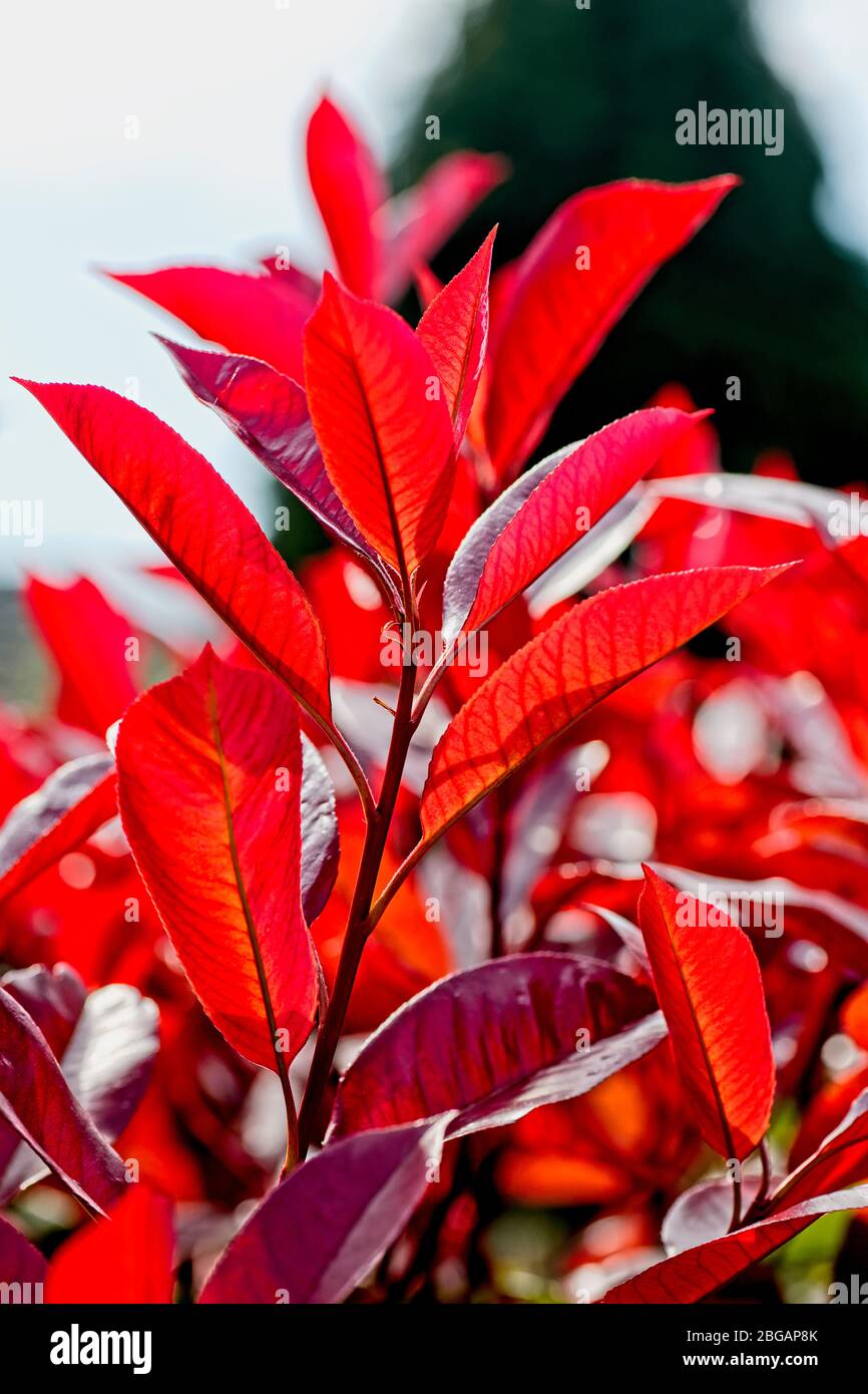 Detail of Photinia ‘red robin’ shrub Stock Photo - Alamy