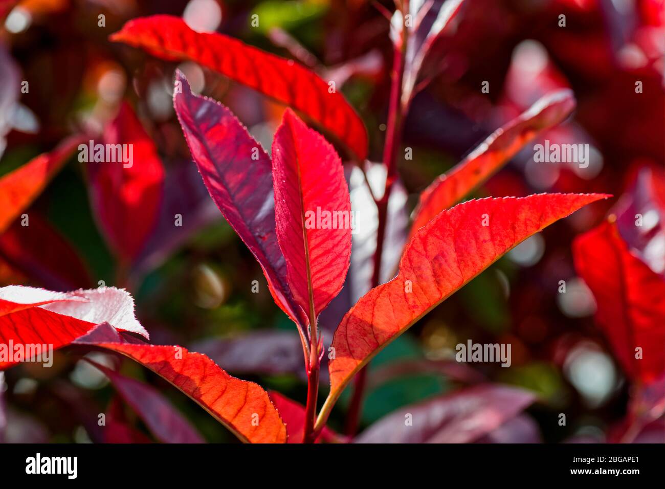 Photinia red robin hi-res stock photography and images - Alamy