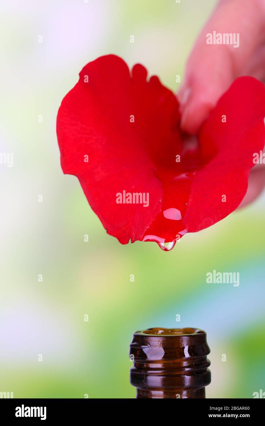 Drop falling from rose petal on natural background Stock Photo - Alamy