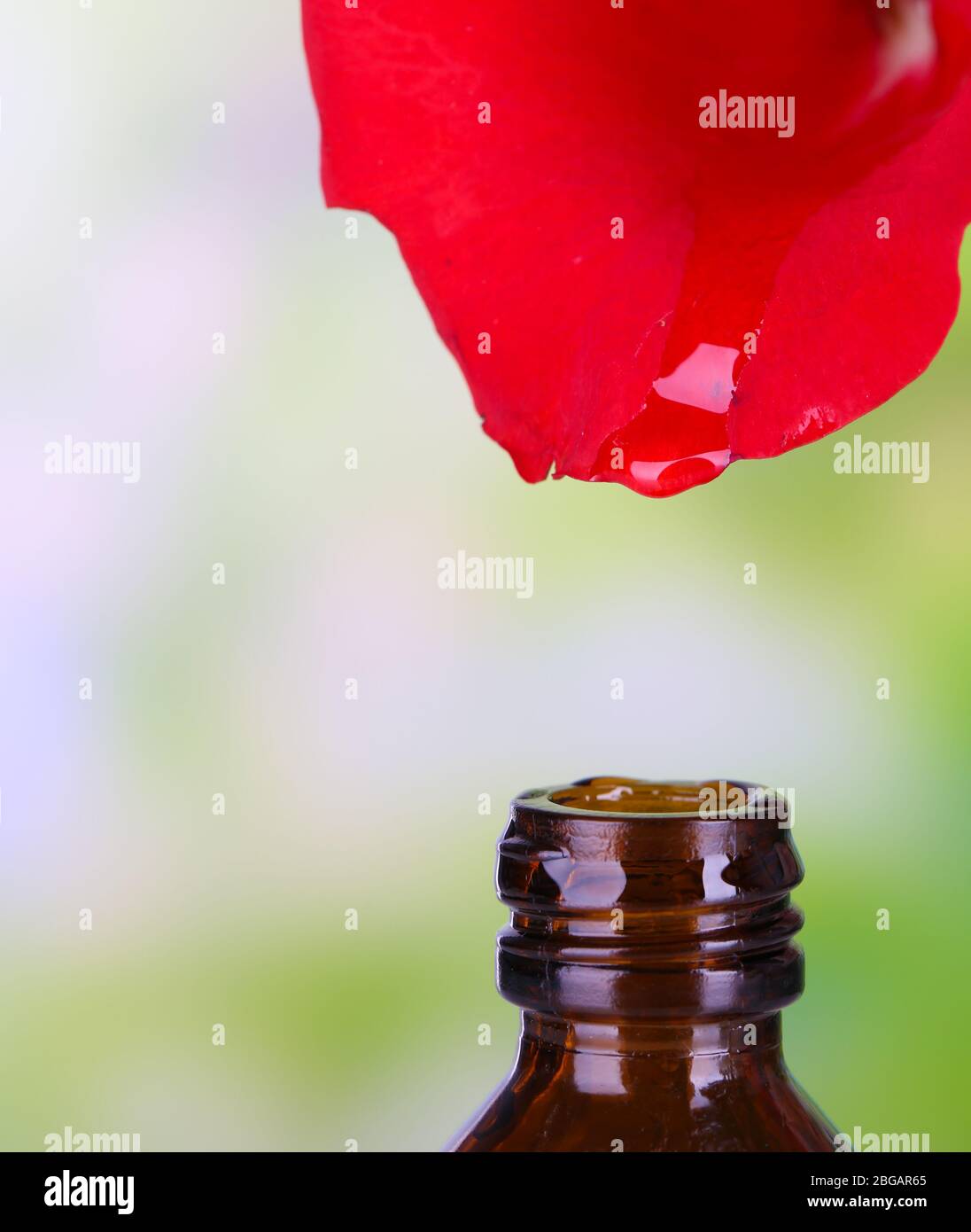 Drop falling from rose petal on natural background Stock Photo - Alamy