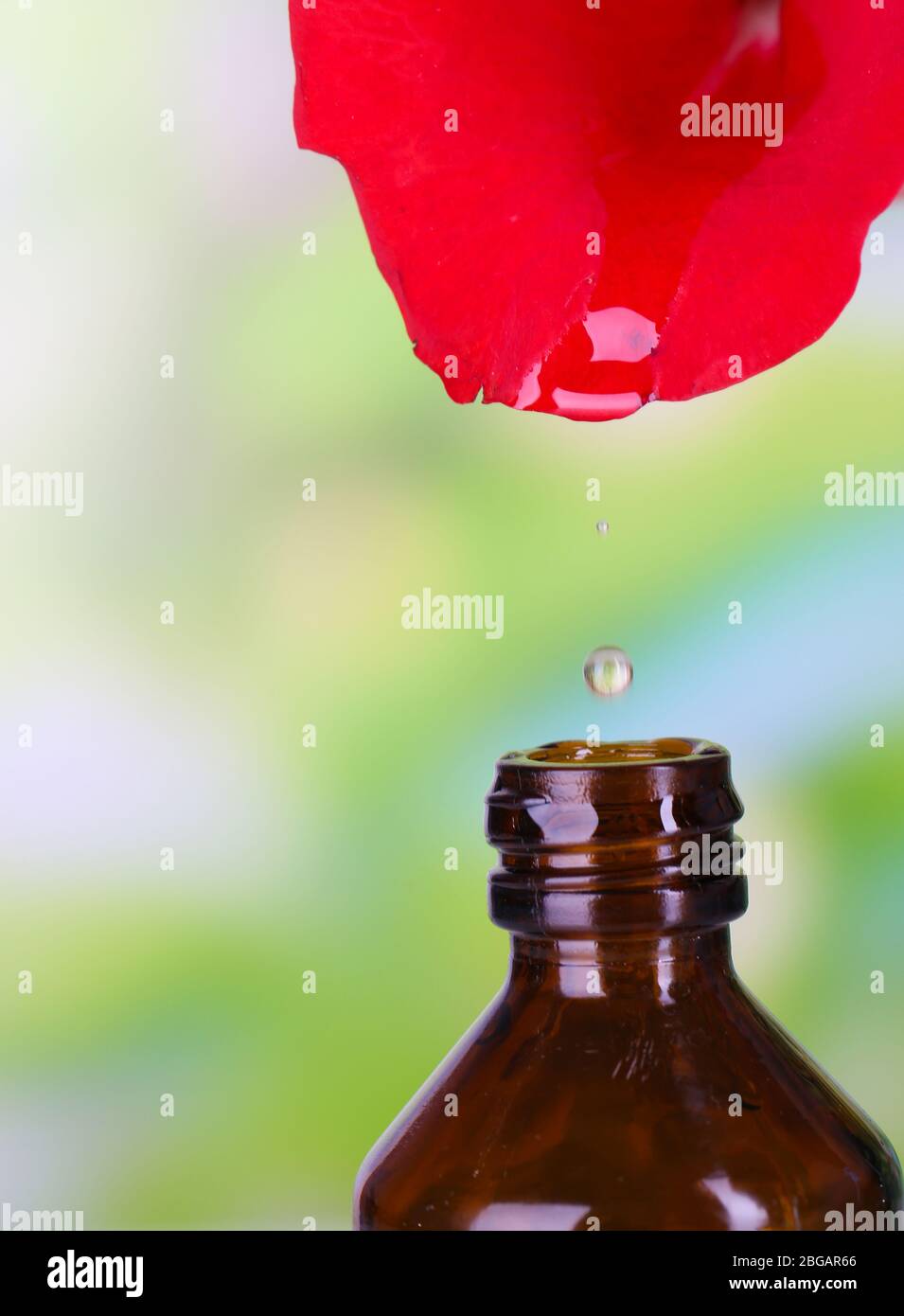 Drop falling from rose petal on natural background Stock Photo - Alamy