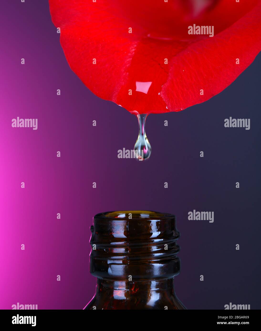 Drop falling from rose petal on pink background Stock Photo - Alamy