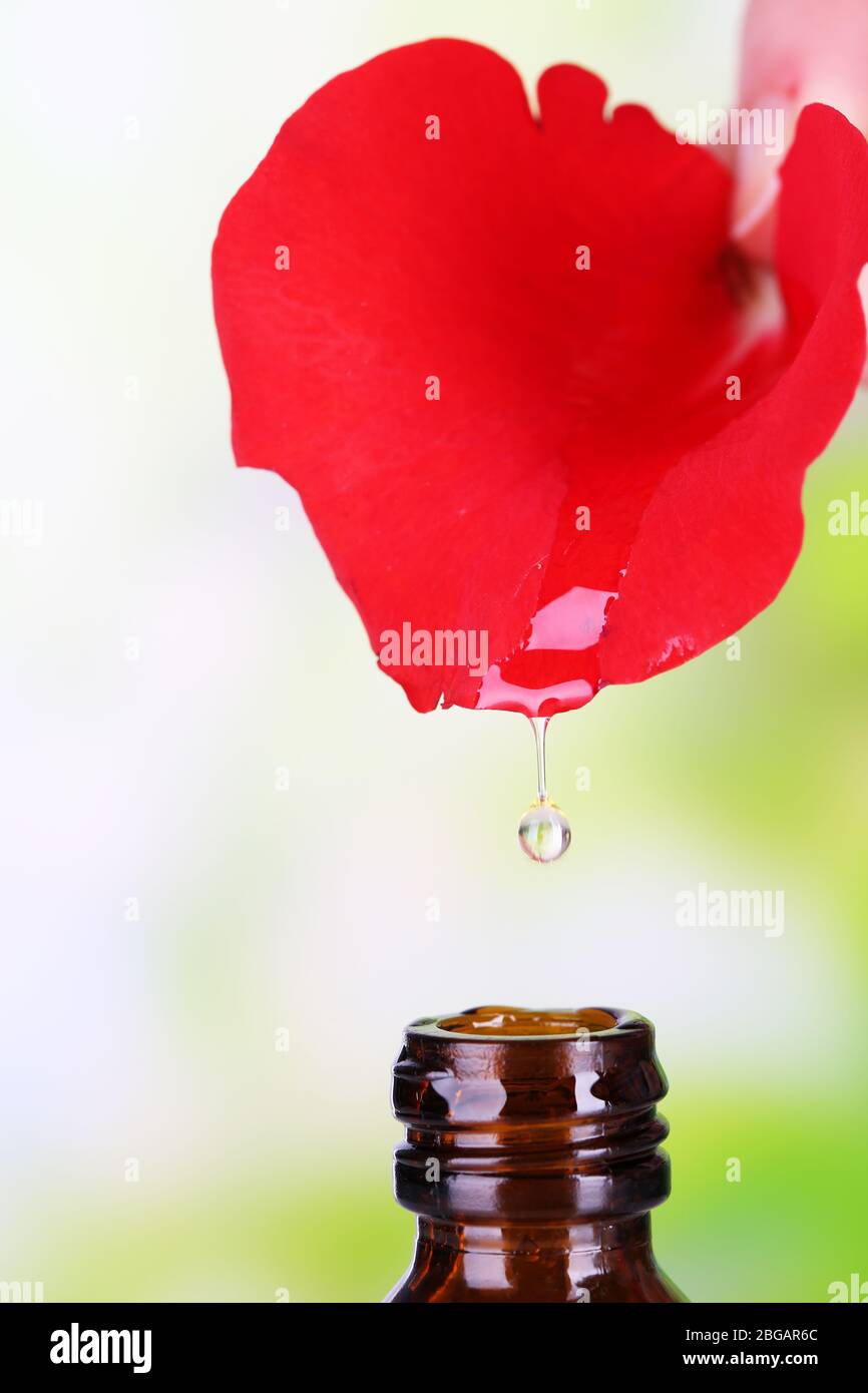 Drop falling from rose petal on natural background Stock Photo - Alamy