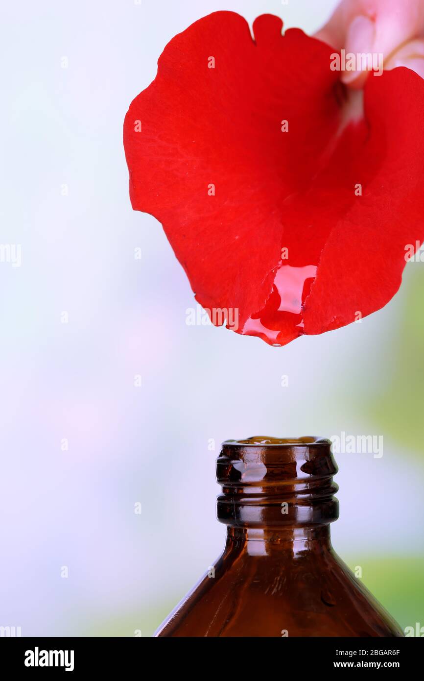 Drop falling from rose petal on natural background Stock Photo - Alamy