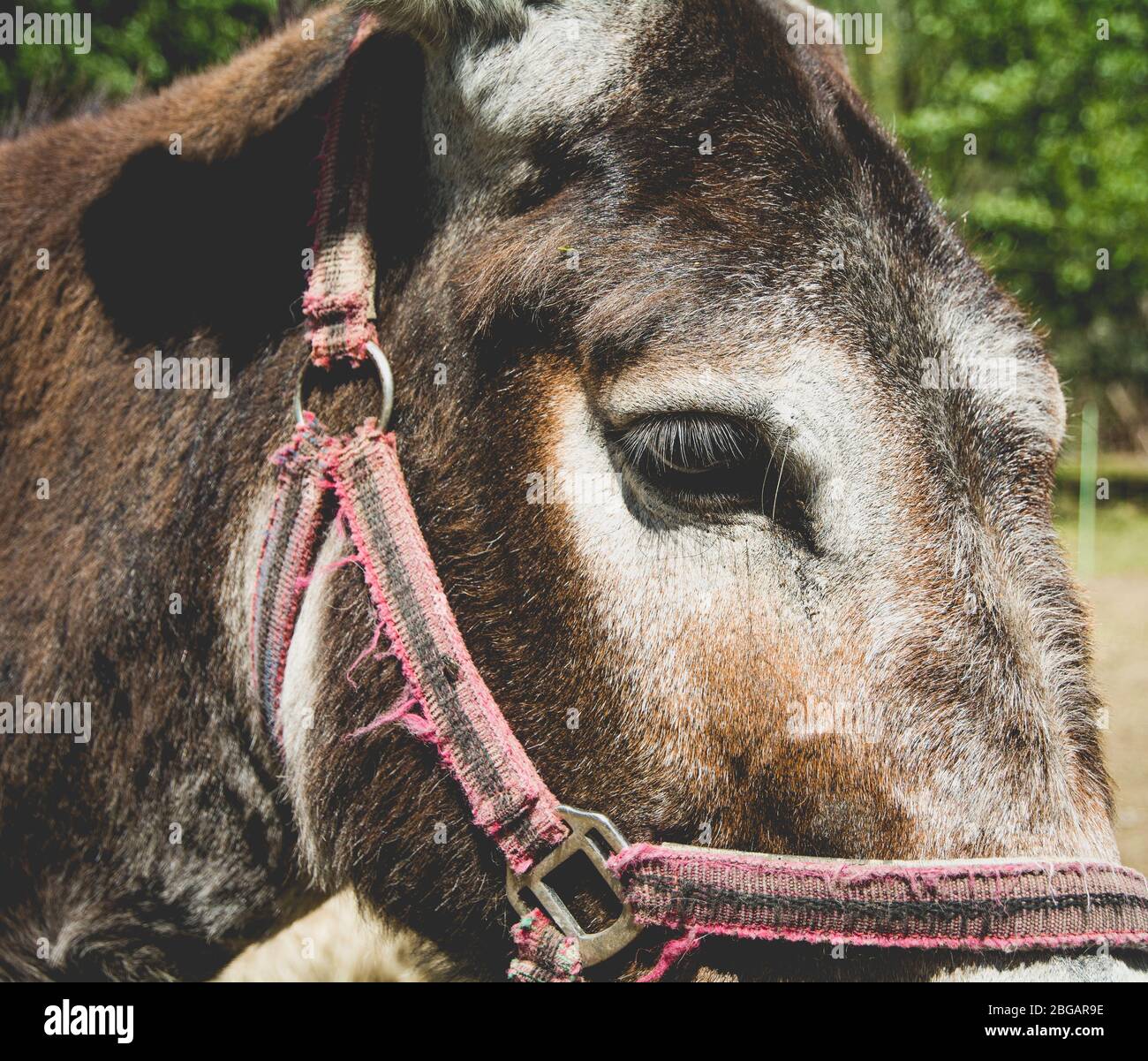 Donkey with red collar hi-res stock photography and images - Alamy
