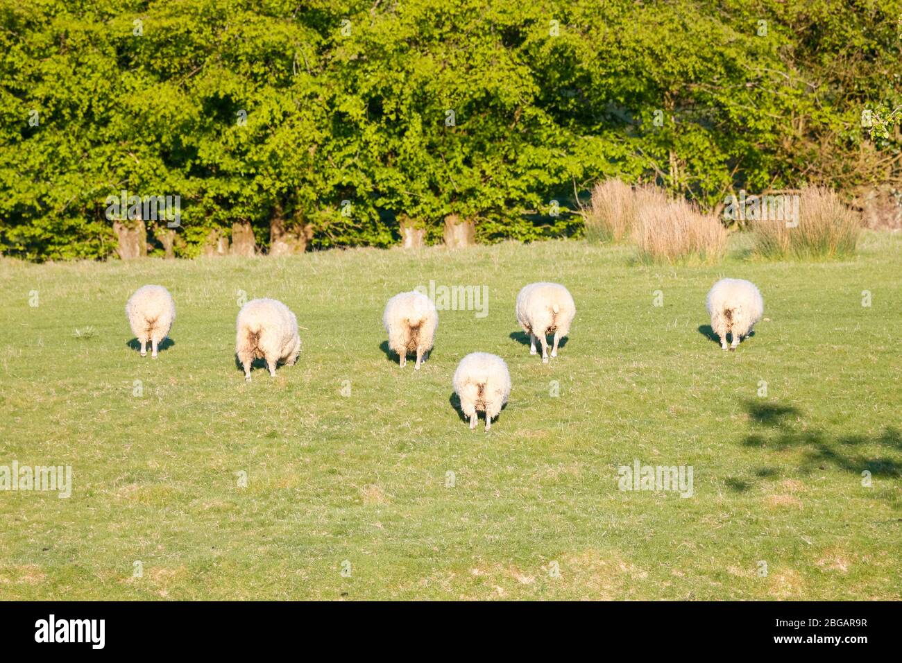 Ashford, Kent, UK. 21st Apr, 2020. UK Weather: Beautiful sunny start to ...