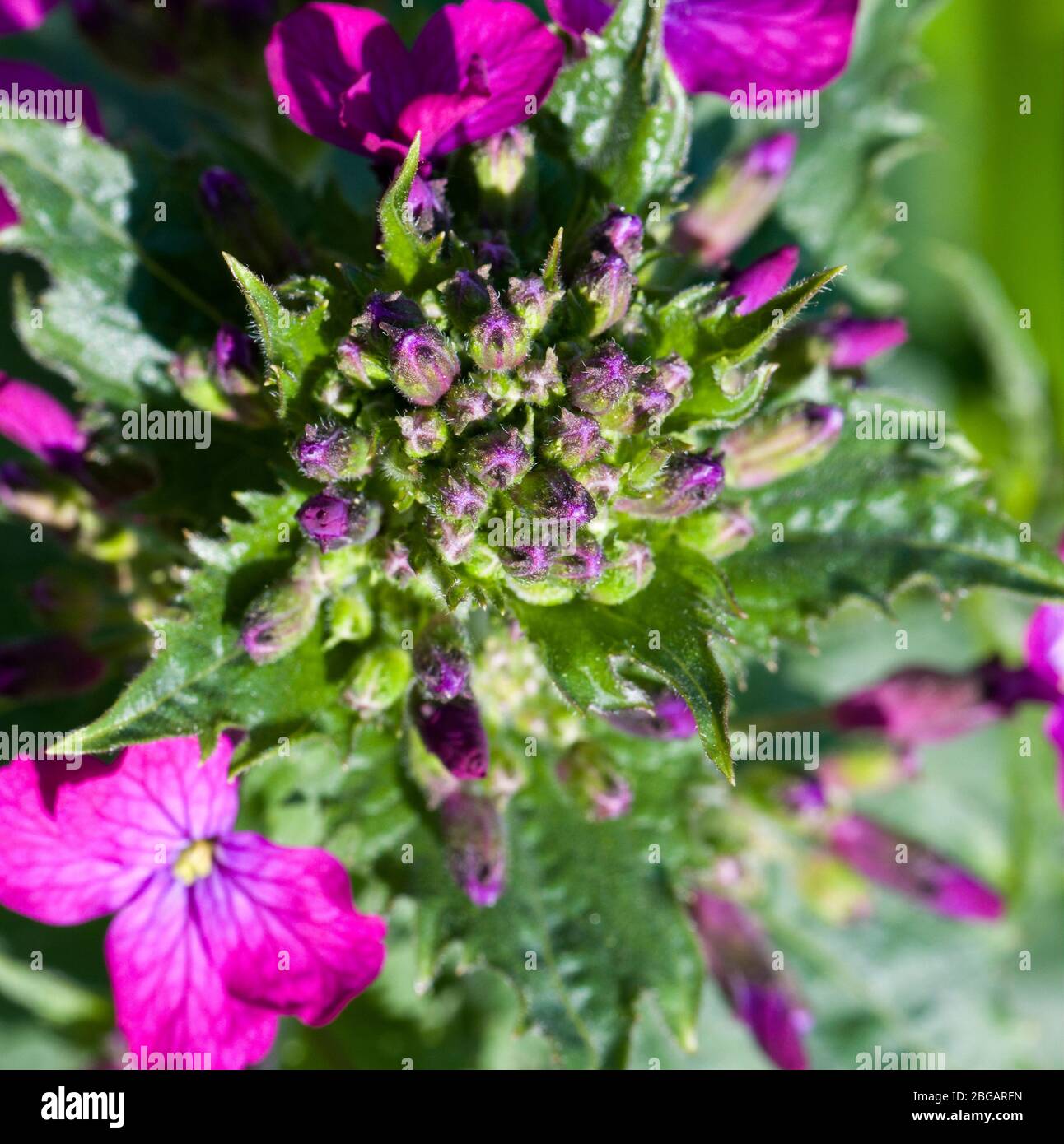 Purple honesty flowers hi-res stock photography and images - Alamy