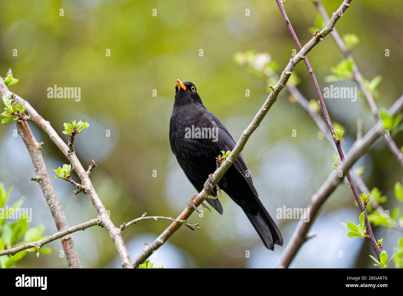 Blackbird england singing hi-res stock photography and images - Alamy