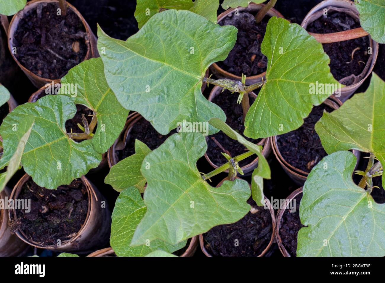 Growing from seeds in toilet roll centers used as alternative to ...