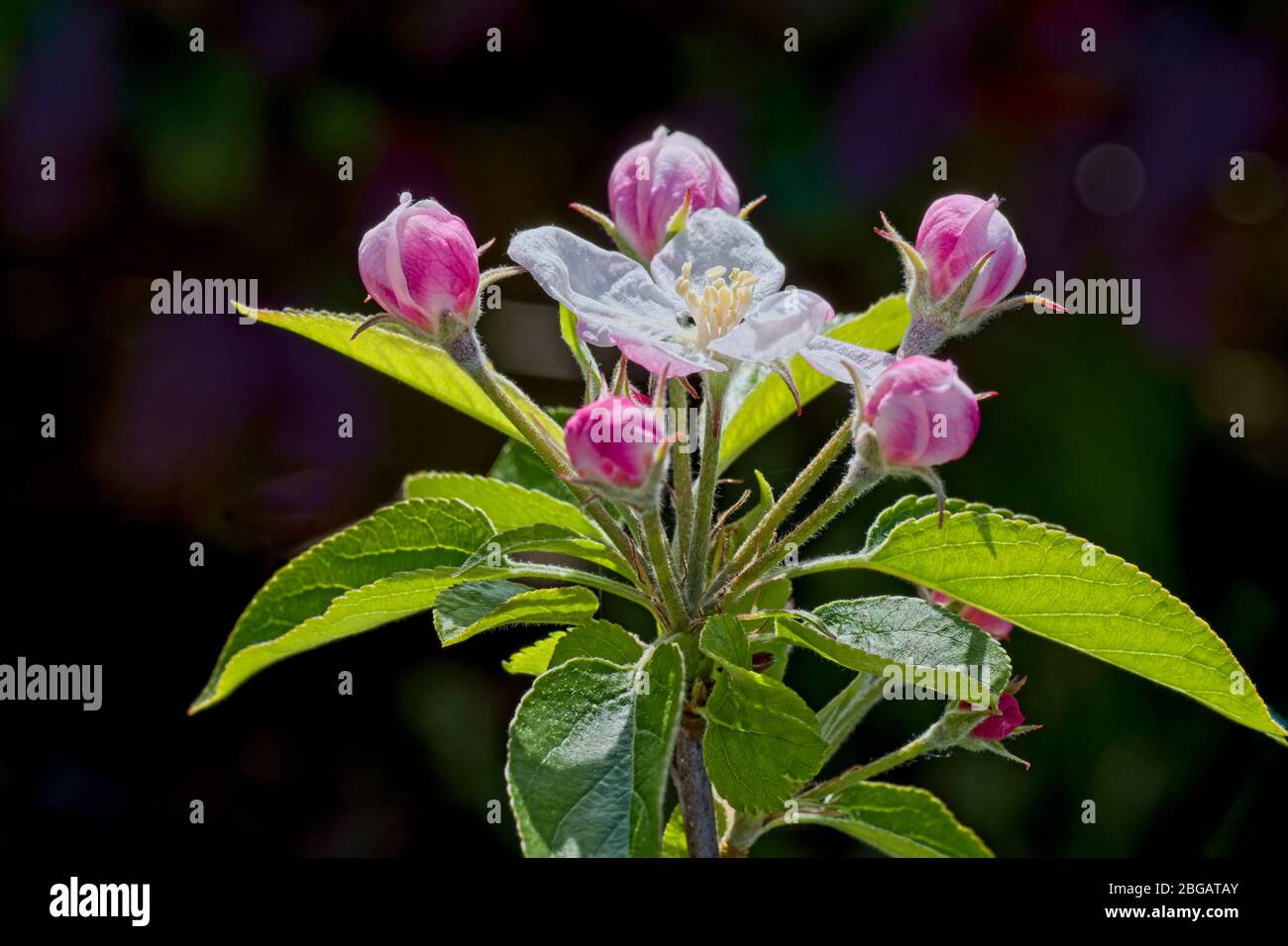 Apple tree with buds hi-res stock photography and images - Alamy