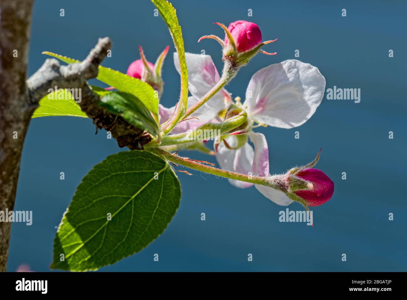 Apple blossom and buds Stock Photo - Alamy