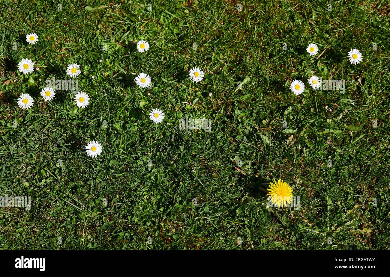 Daisies weed hi-res stock photography and images - Alamy