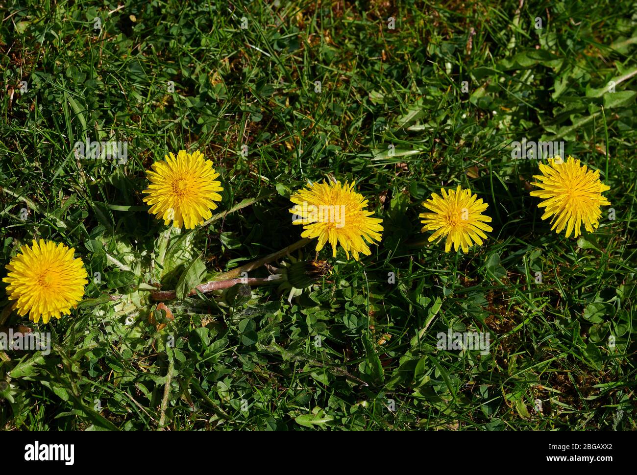 Dandelion, flower or weed Stock Photo - Alamy