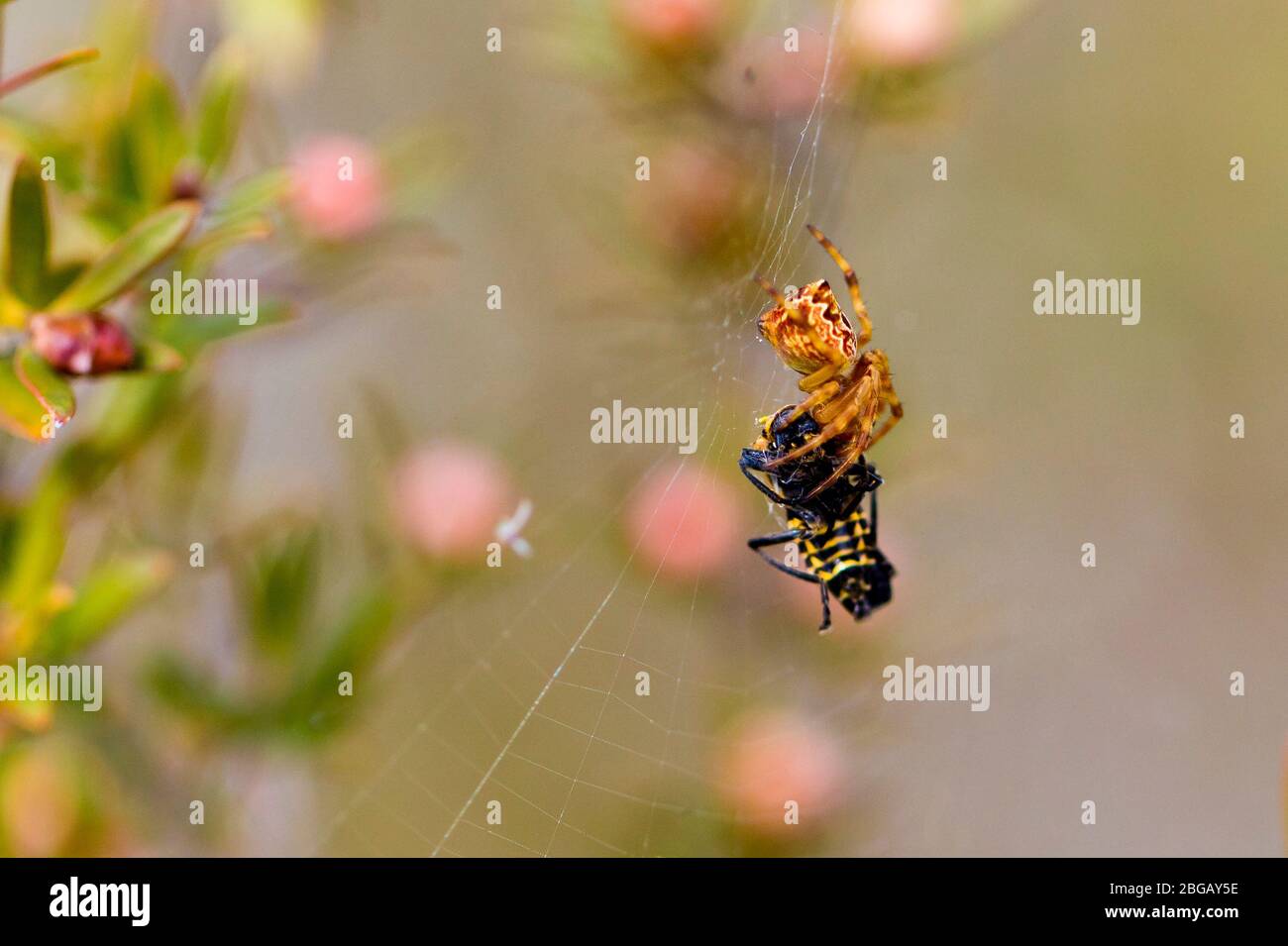 Brisbane Insect High Resolution Stock Photography and Images - Alamy
