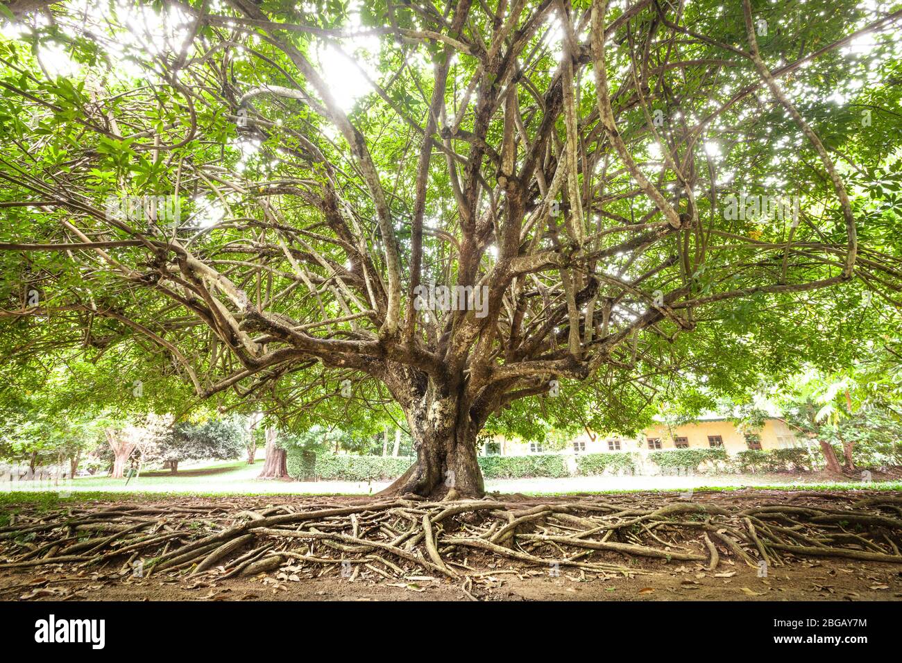 Oak spring foundation hi-res stock photography and images - Alamy