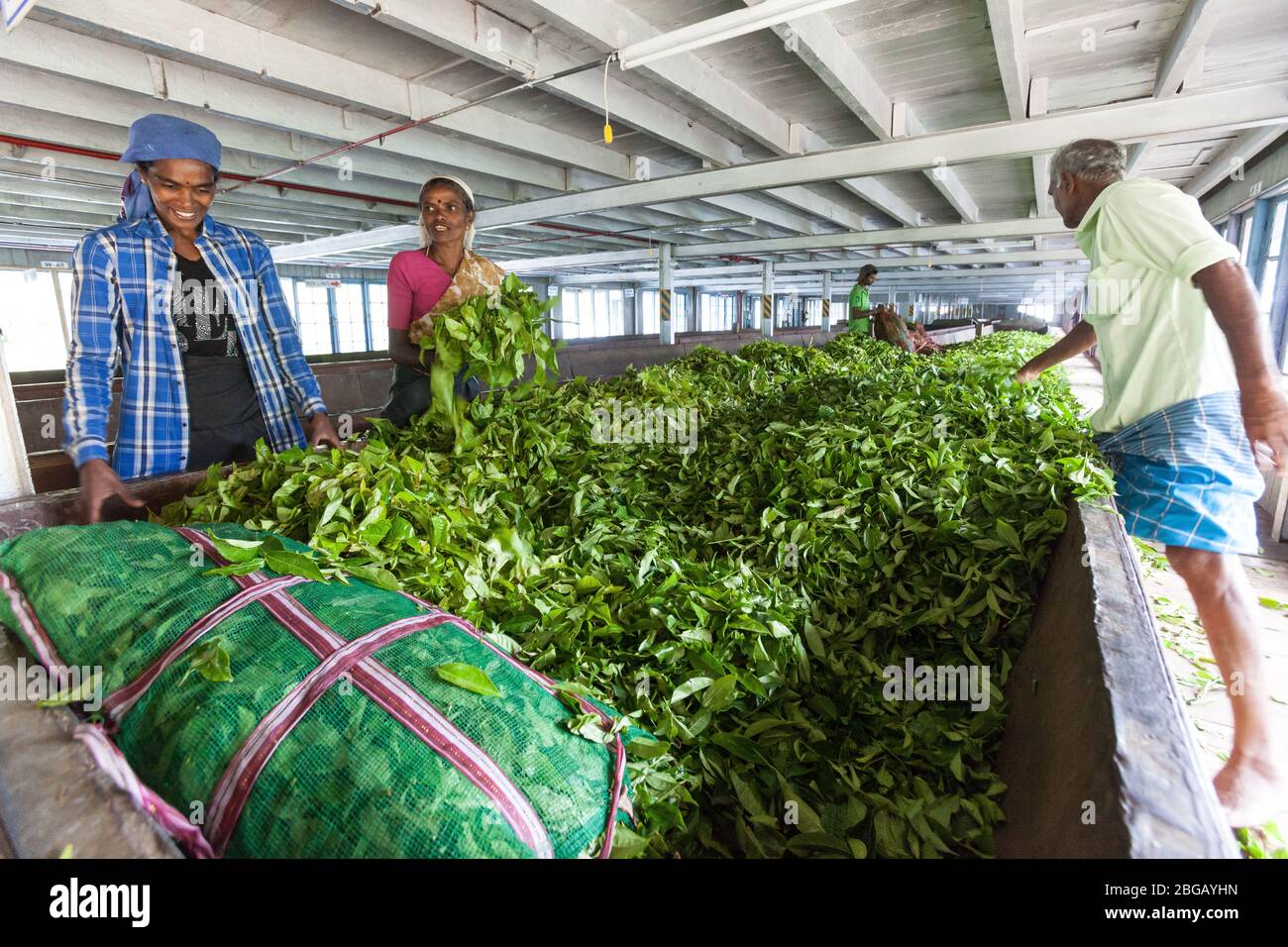 Old ceylon tea plantation hi-res stock photography and images - Alamy