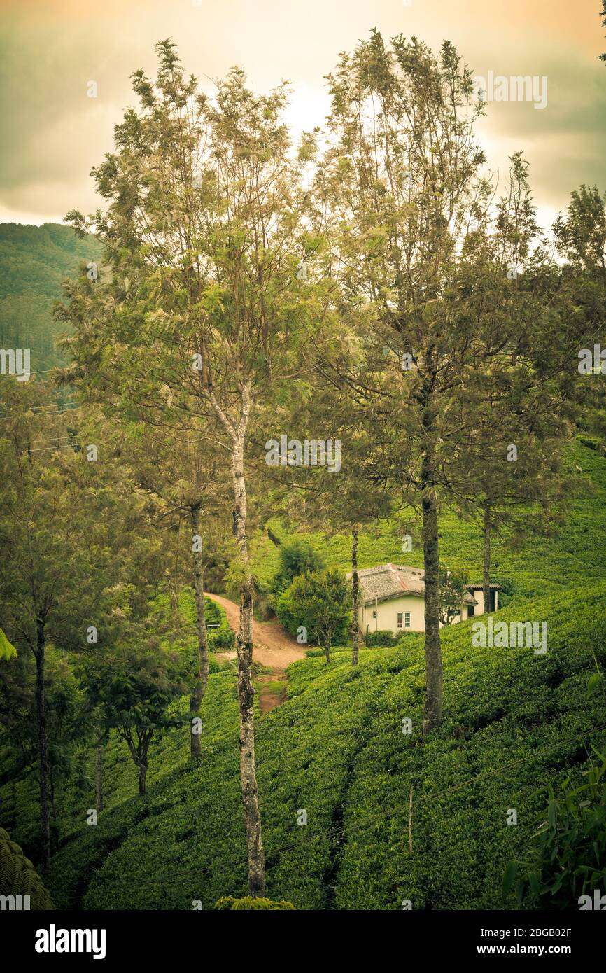 Tea plantation, hills with grass and trees. Natural panorama in Sri ...