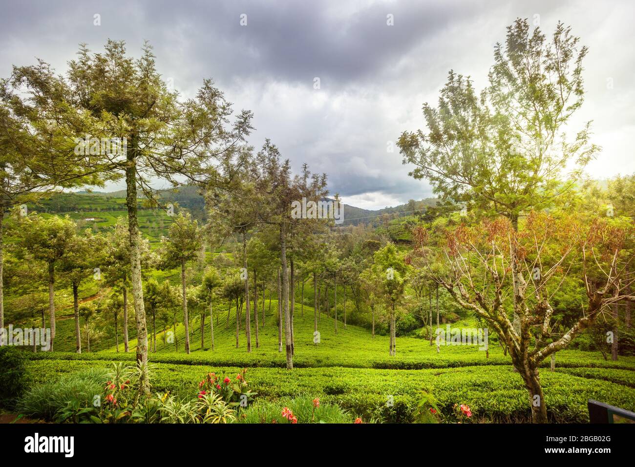 Tea plantation, hills with grass and trees. Natural panorama in Sri ...