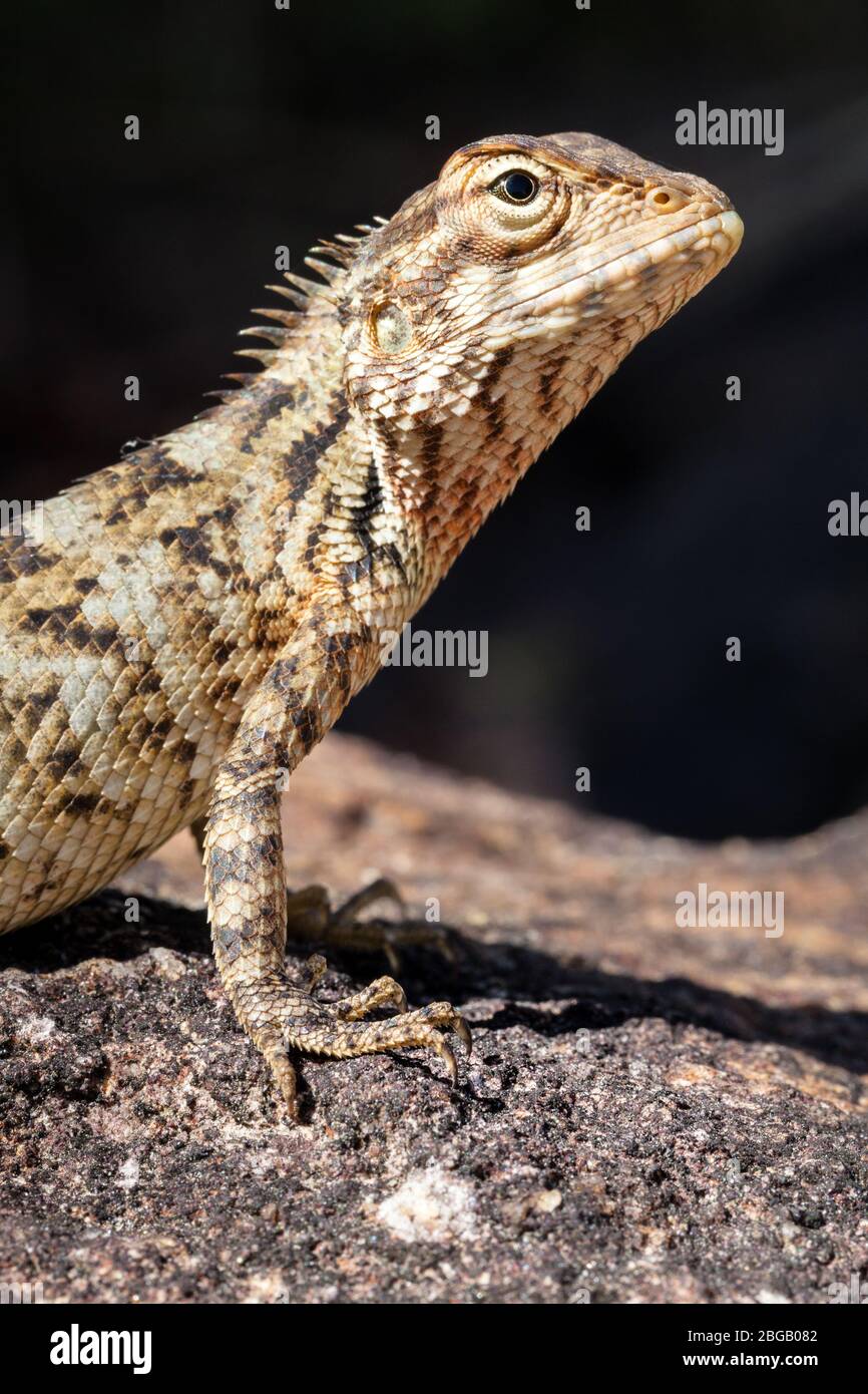 Juvenile bearded dragon hi-res stock photography and images - Alamy