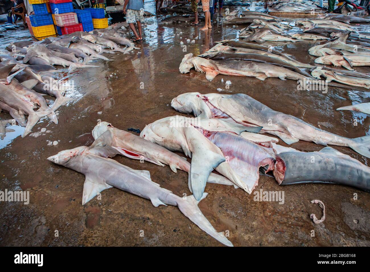 Negombo, Sri Lanka. July 20, 2016: Fish market. Fish on the ground ...