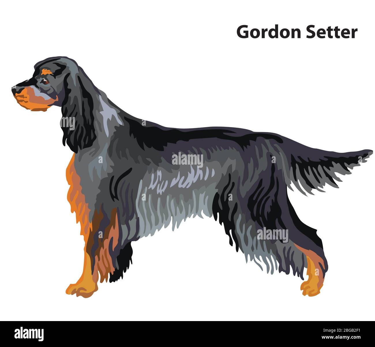 Colorful decorative portrait of standing in profile Dog Gordon Setter ...