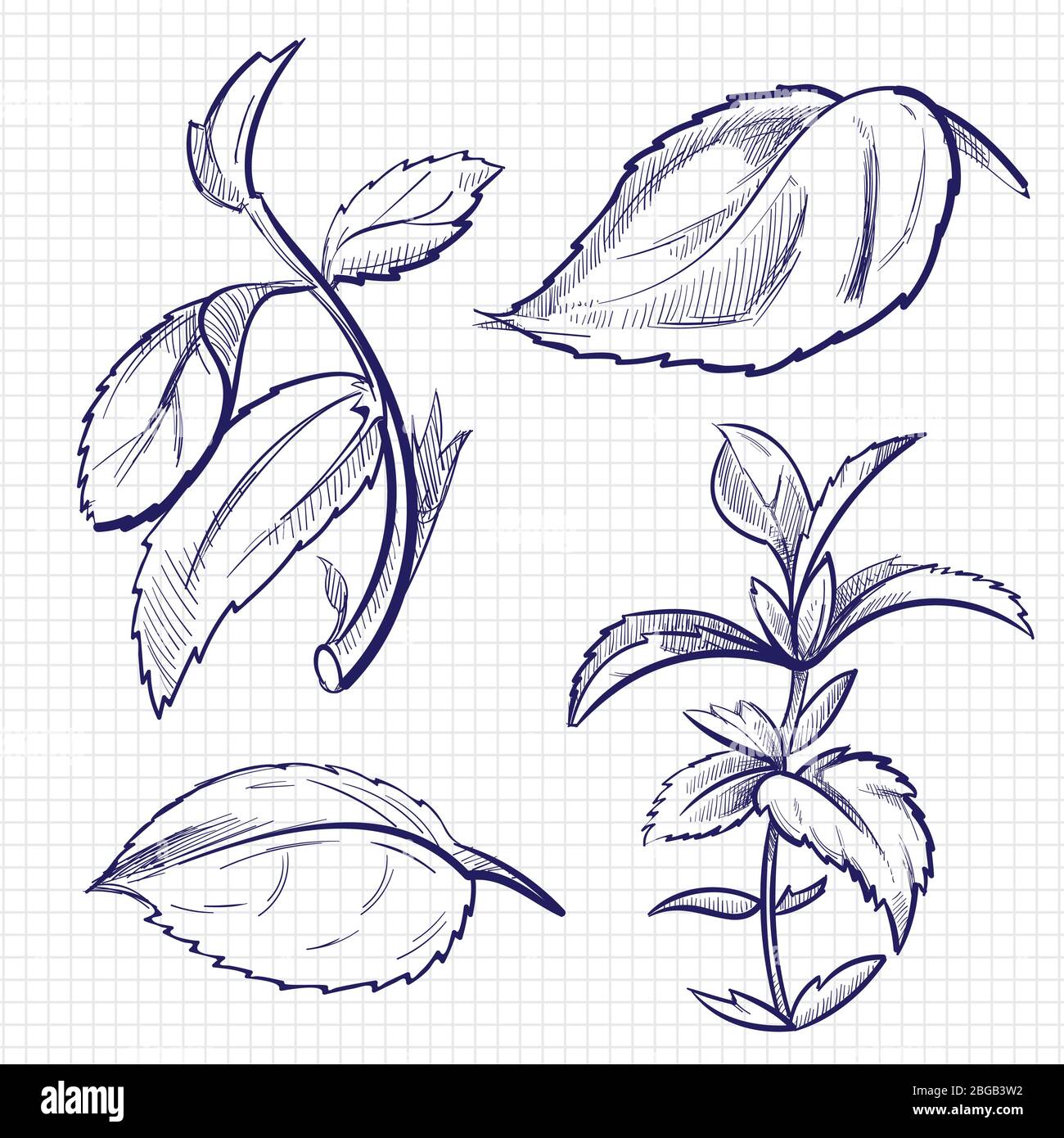 Peppermint illustration Stock Vector Images - Alamy