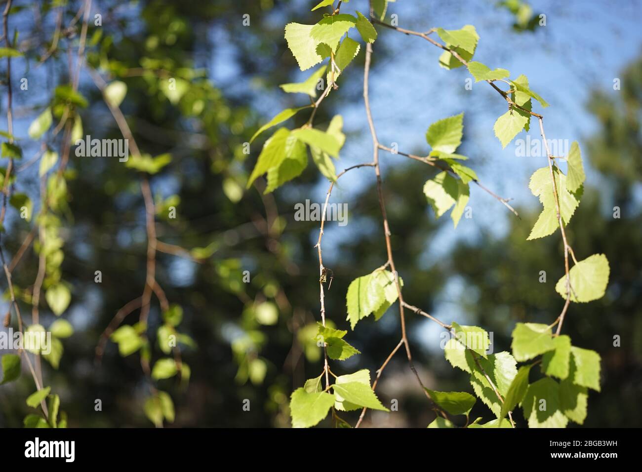Young birch tree leaves on the branches, natural blurred background ...