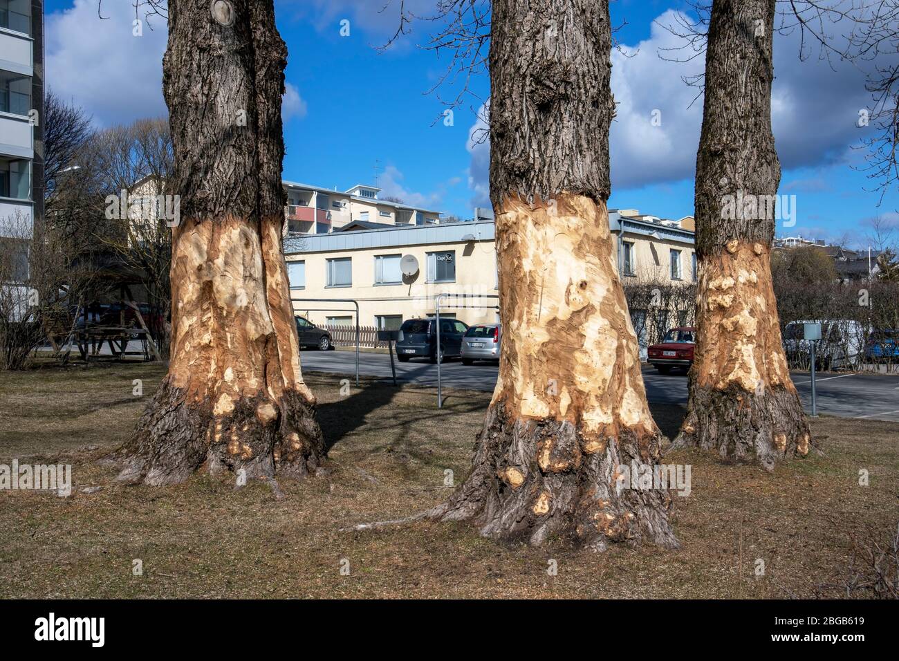 Debarked trunk hi-res stock photography and images - Alamy