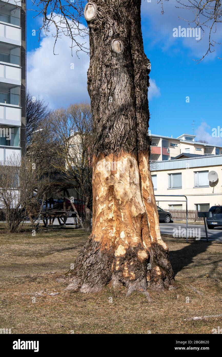 Tree debarked hi-res stock photography and images - Alamy