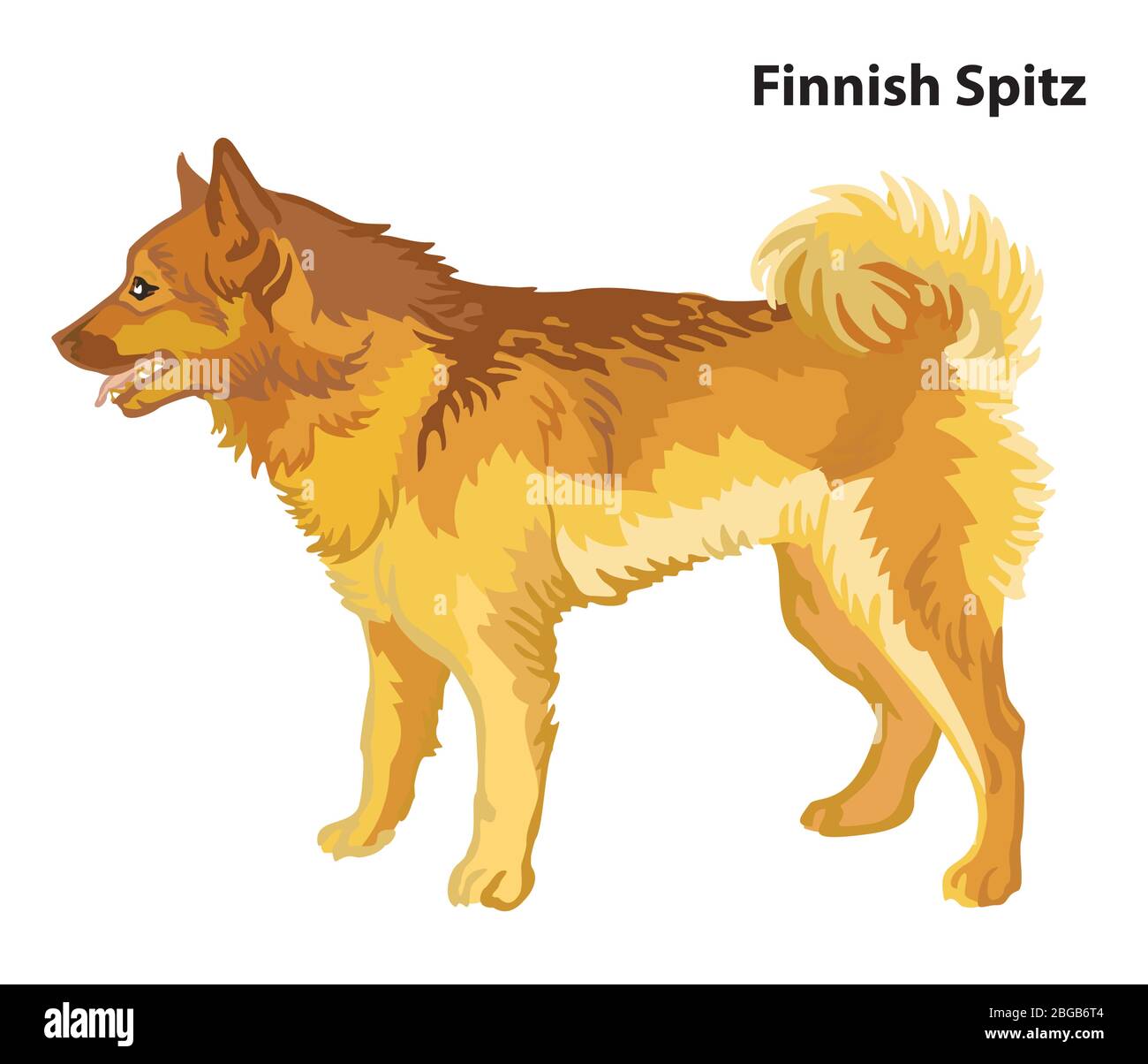 Colorful decorative portrait of standing in profile Dog Finnish Spitz ...