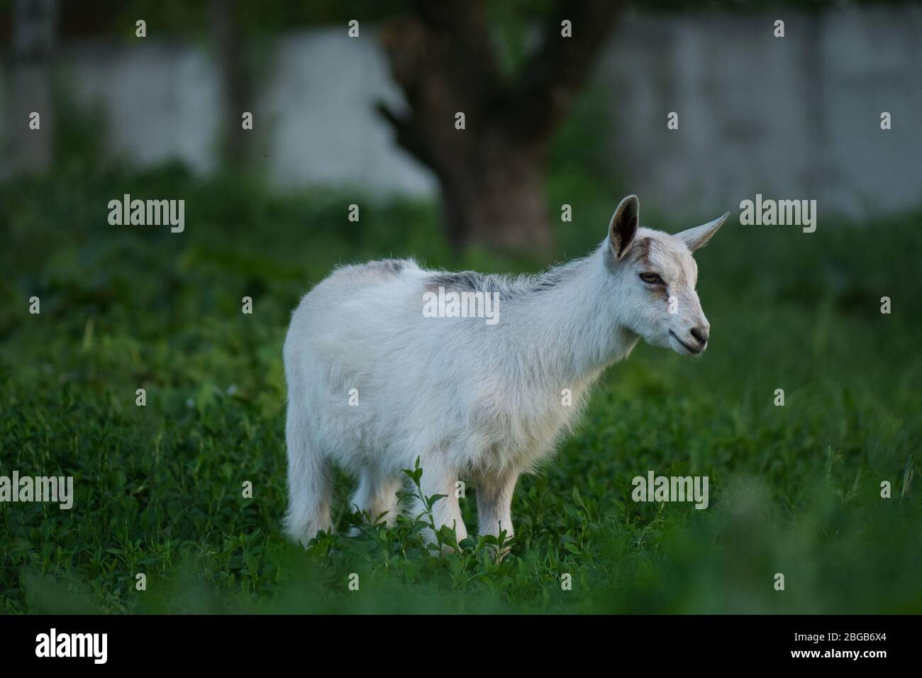 Little kid goat on warm spring day. Childhood goats on farm. Beautiful ...