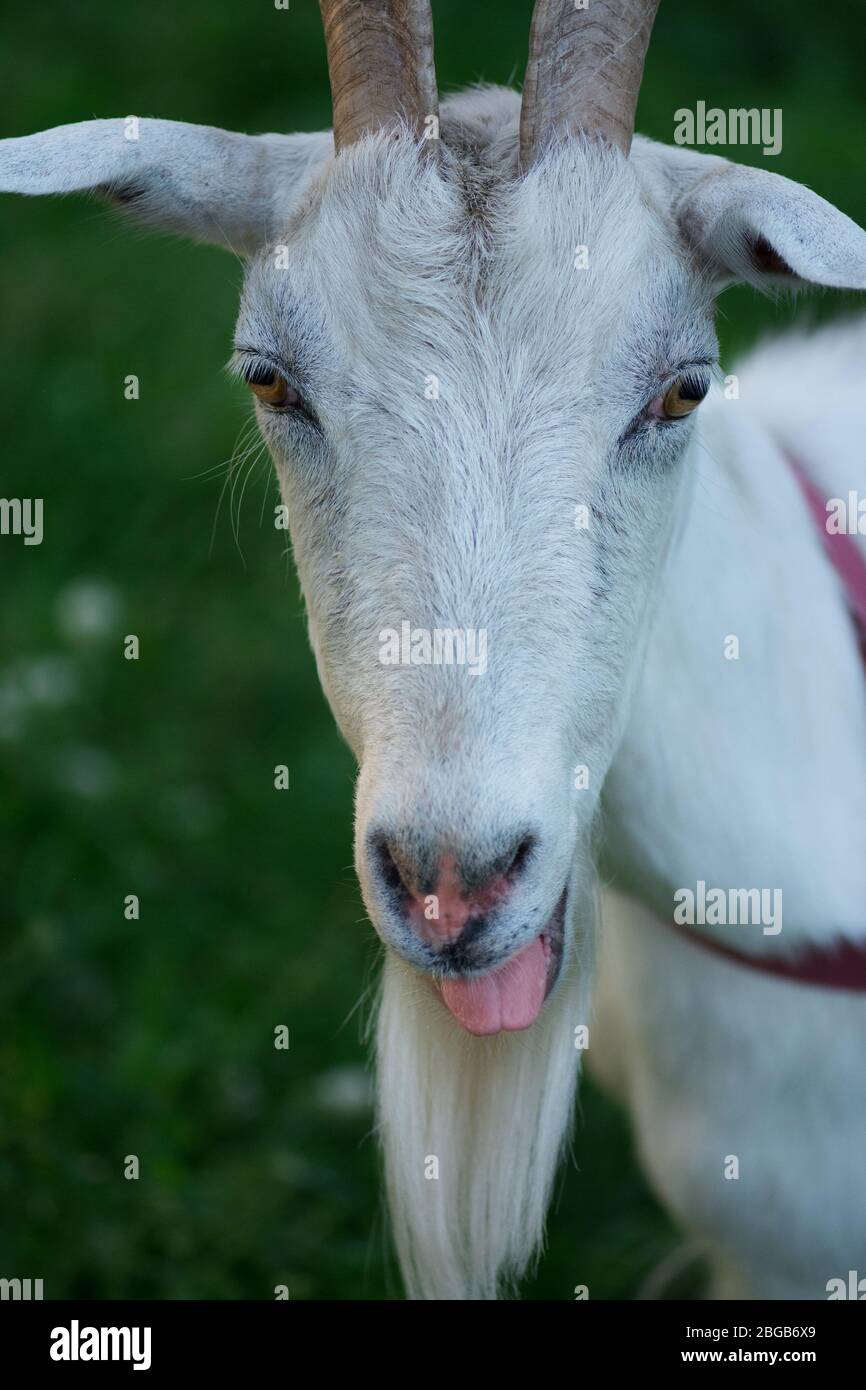 The silly goat hi-res stock photography and images - Alamy