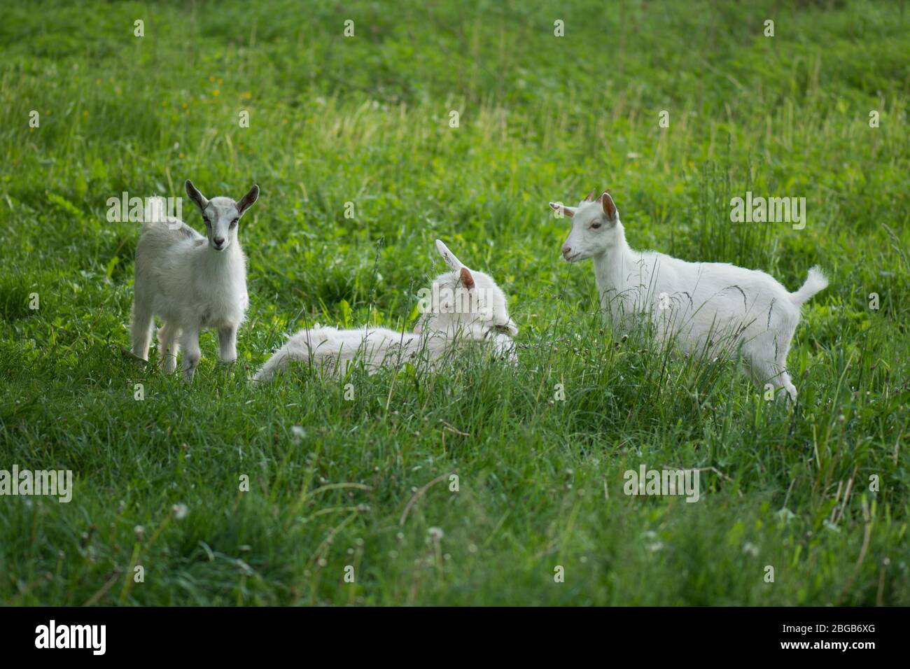 Mother goat and her babys in the village. Family of goats. Goats is ...