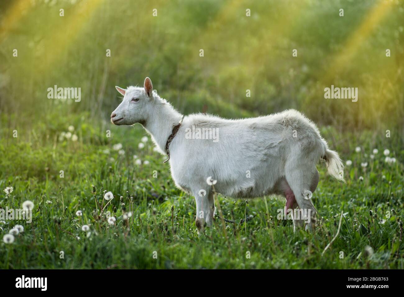Goat on the grass in the yard. Goat grazing at farm yard. Agriculture ...
