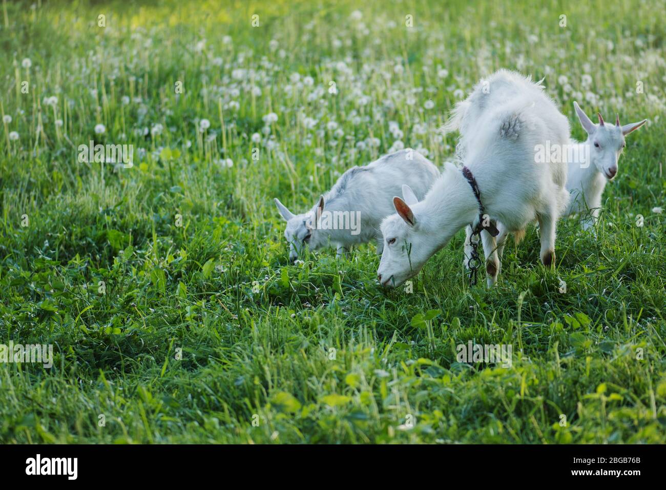 Local family goats in the yard village house. Goats standing among ...
