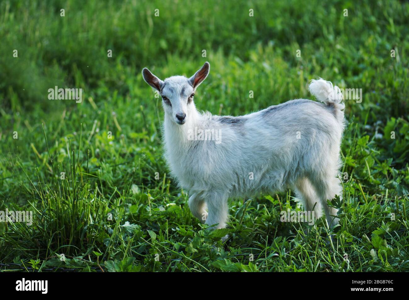 Little kid goat on warm spring day. Childhood goats on farm. Beautiful ...