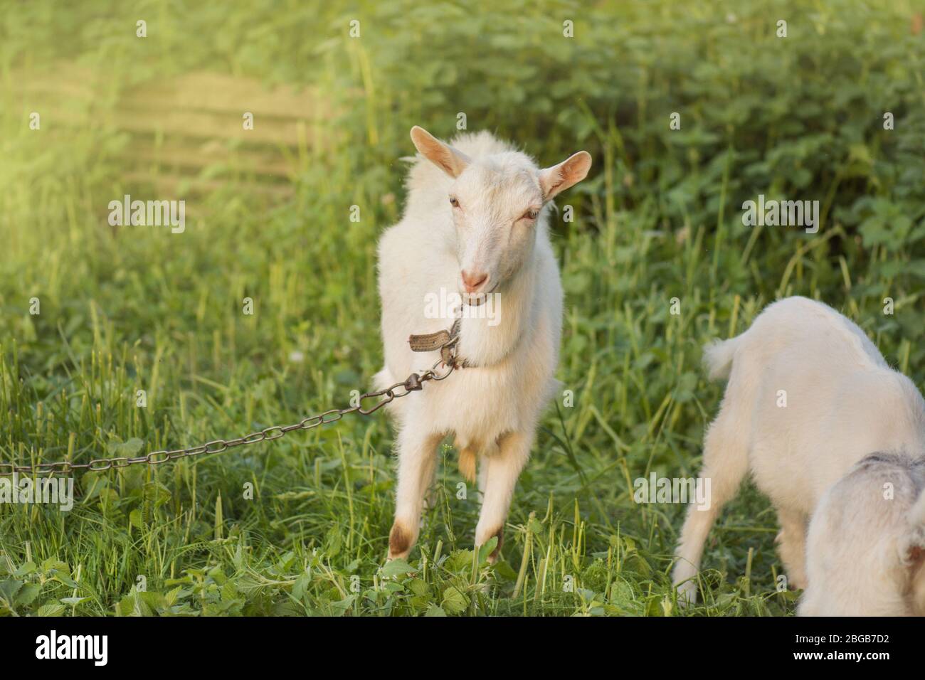 Goat in the field. Portrait of a goat on a farm on a spring day Stock ...