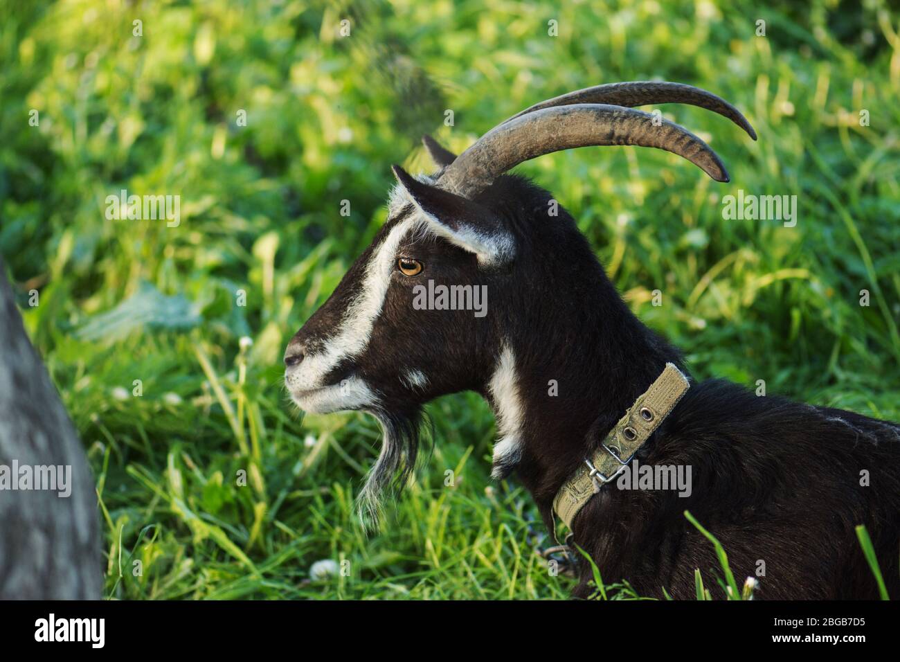 Dark goat on green summer meadow. Portrait of a black goat. Black goat ...