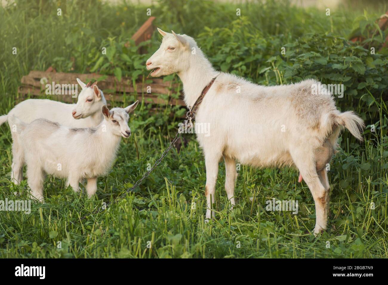 Goats on family farm. Herd of goats playing. Goat with her cubs on the ...