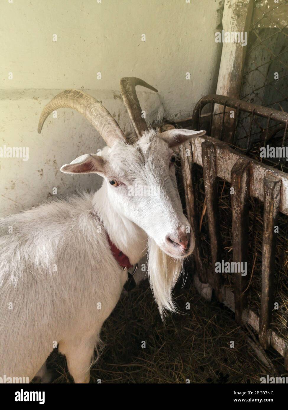 Goat posing in an open area of the barn. Goat walking on barn Stock ...