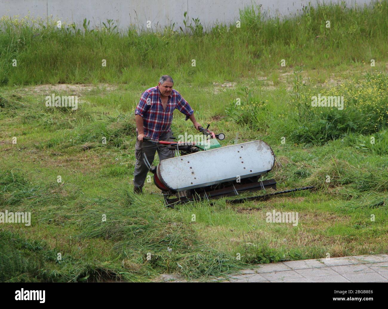 Industrial size petrol driven walk behind mower to harvest grass lone ...