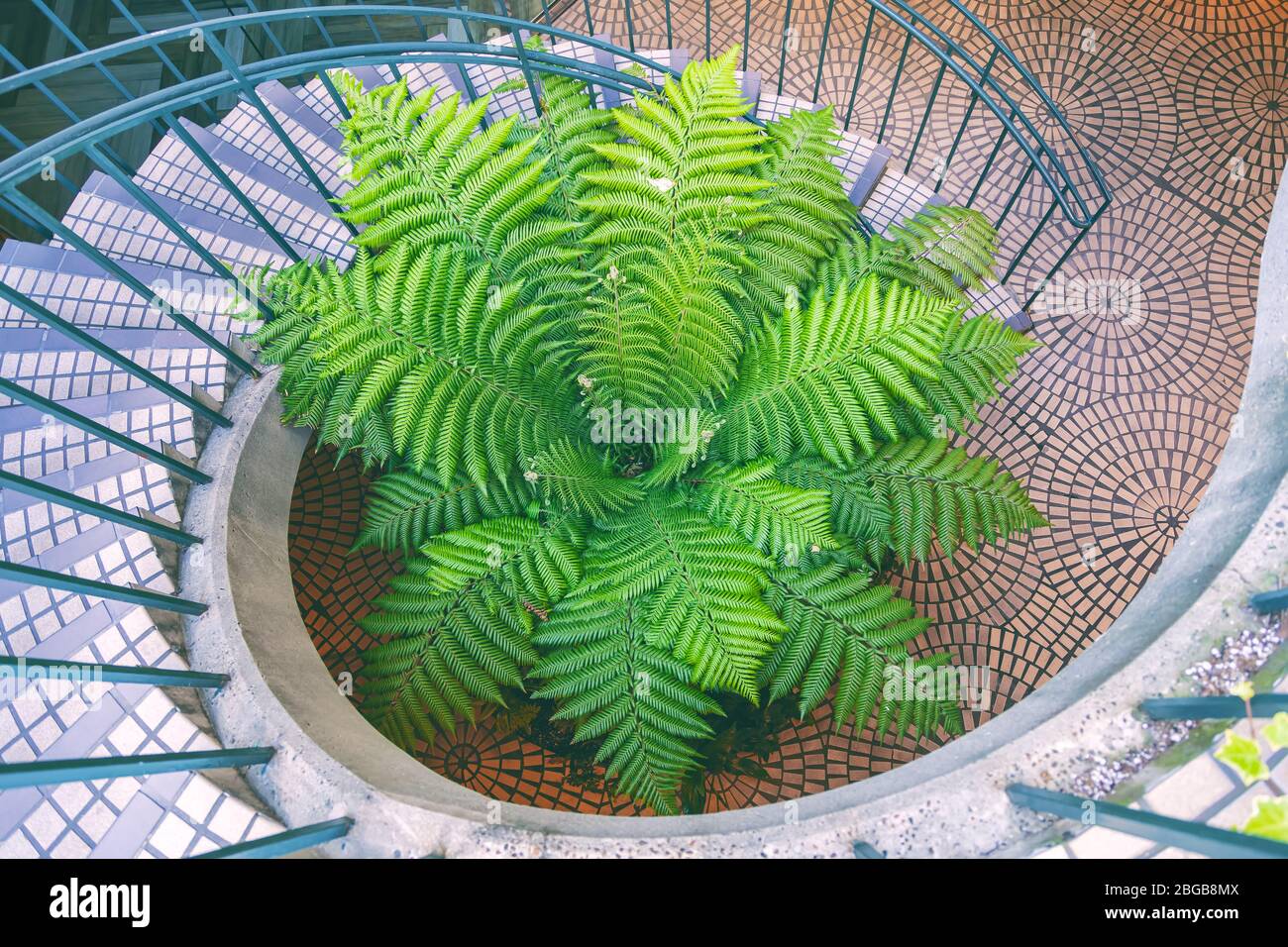 Tasmanian tree fern Dicksonia Antarctica, and circular staircase, San ...