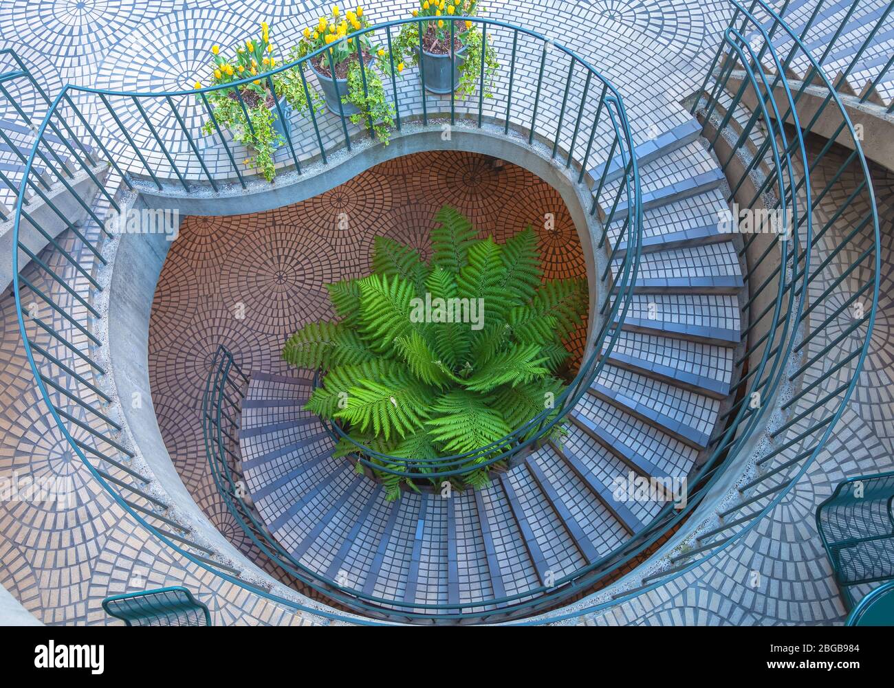 Tasmanian tree fern Dicksonia Antarctica, and circular staircase, San ...